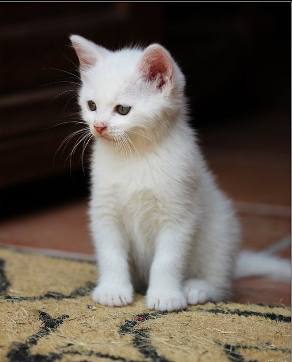 Cotton ~ A Short Story – Literary Fictions